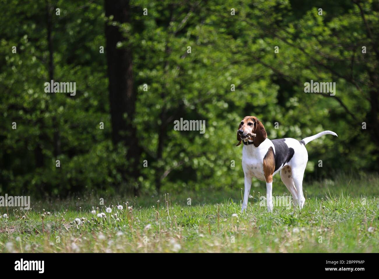 Cute foxhound hi-res stock photography and images - Alamy