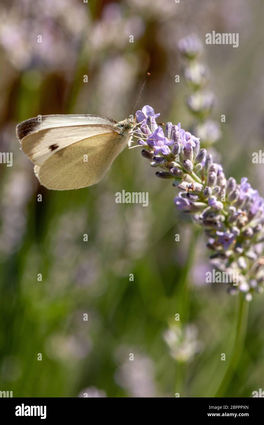Beautiful Leptidea sinapis butterfly on lavender angustifolia ...