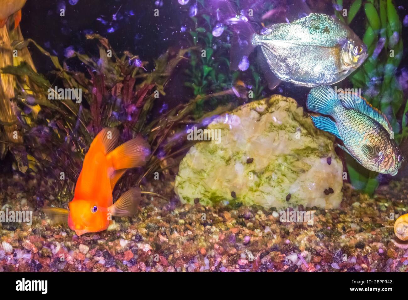 The close up of aquarium tank full of fish Stock Photo - Alamy