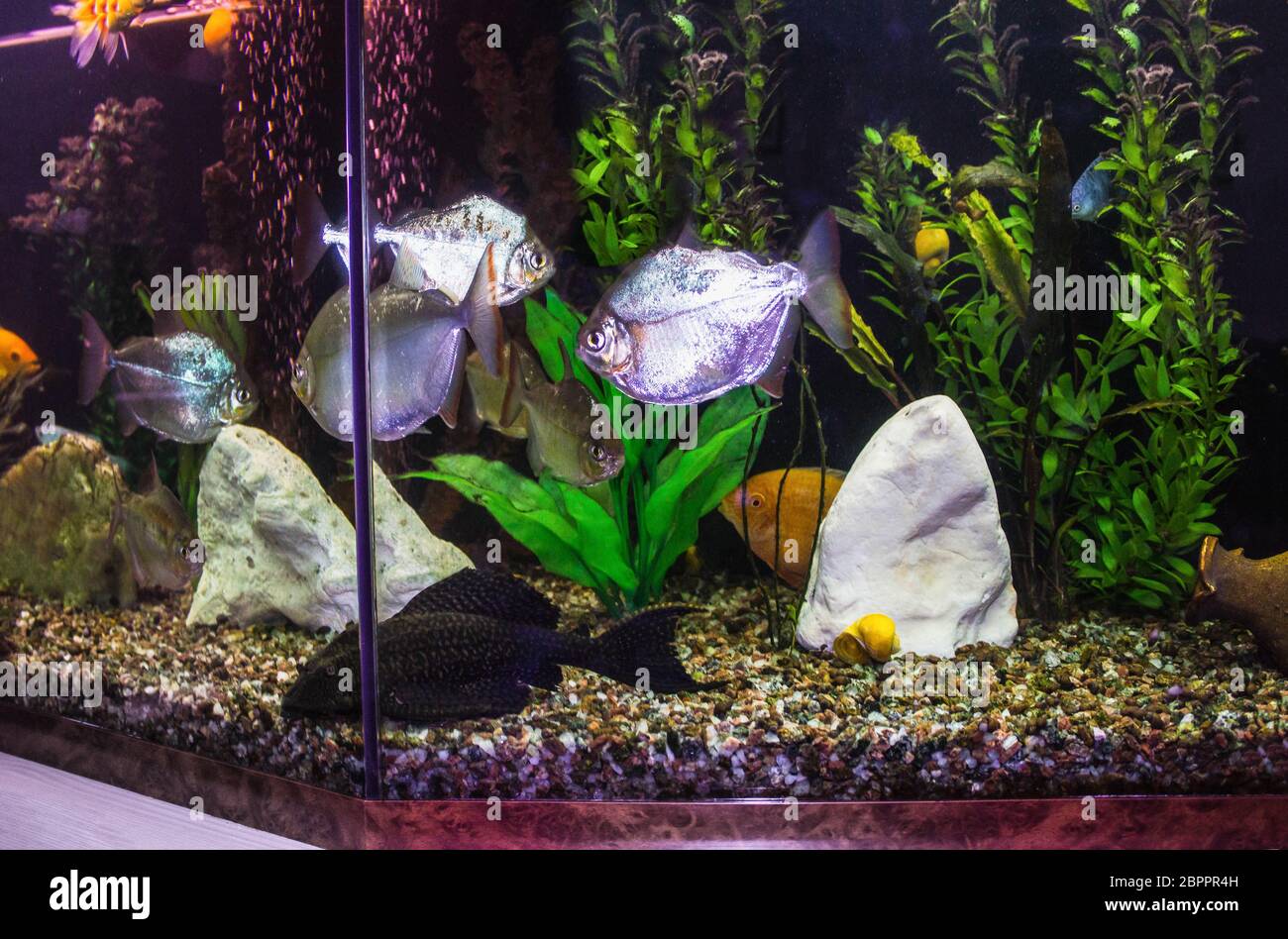 The close up of aquarium tank full of fish Stock Photo - Alamy