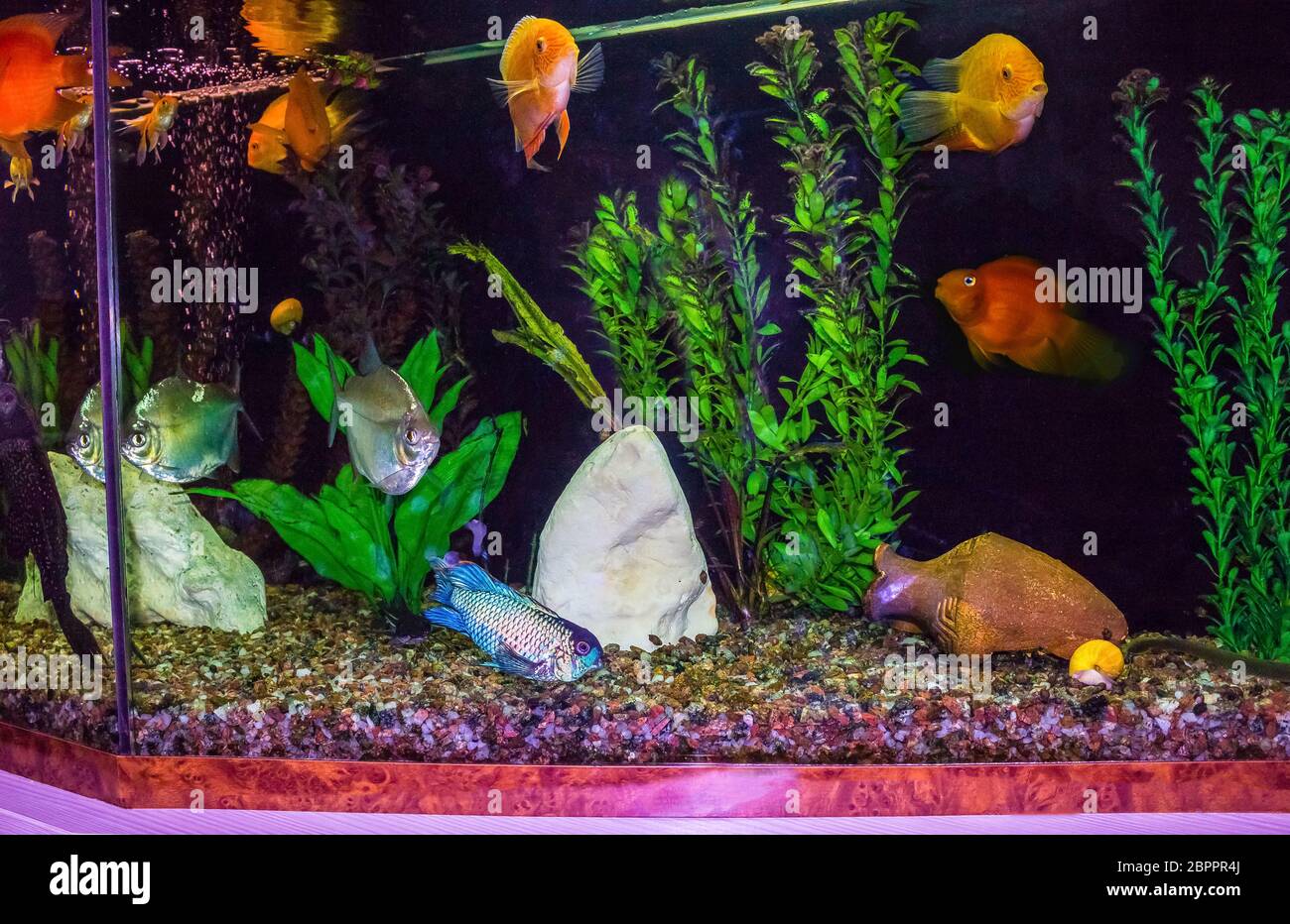 The close up of aquarium tank full of fish Stock Photo - Alamy
