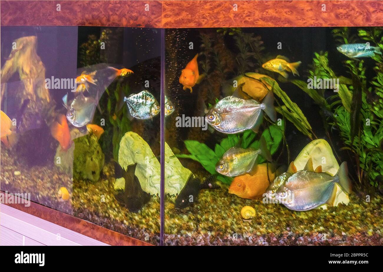 The close up of aquarium tank full of fish Stock Photo - Alamy