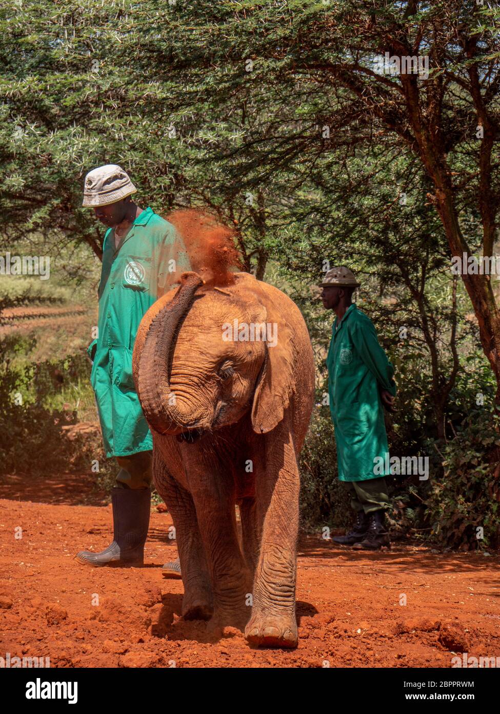 Orphan baby elephants that have been rescued to be rehabilitated to ...