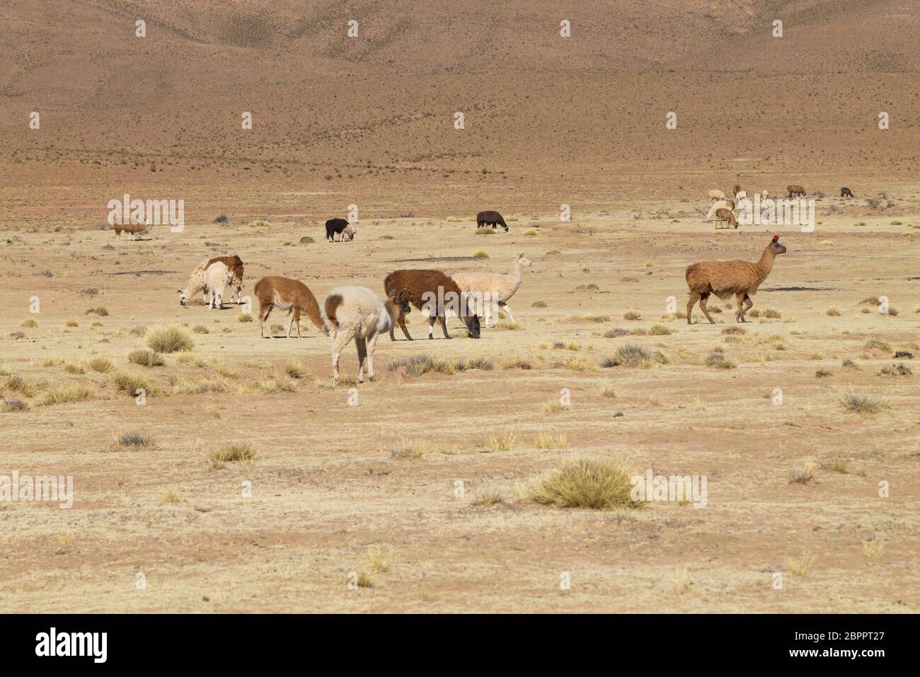 Bolivian llama breeding on Andean plateau,Bolivia Stock Photo - Alamy