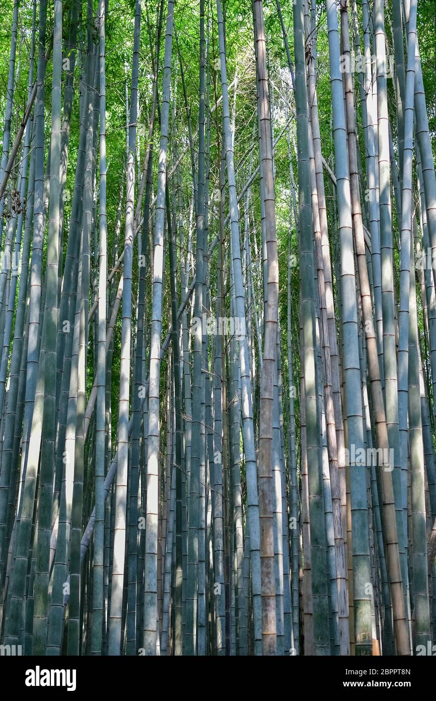 Arishiyama Bamboo Forest, Arishiyama, Kyoto, Honshu, Japan Stock Photo ...