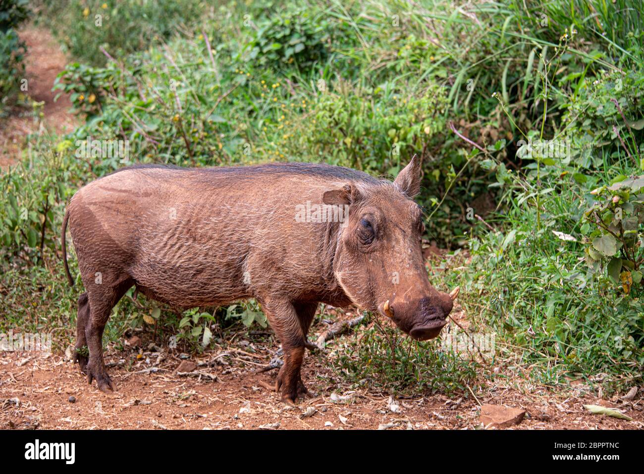 Adult Male warthog in woods Stock Photo - Alamy