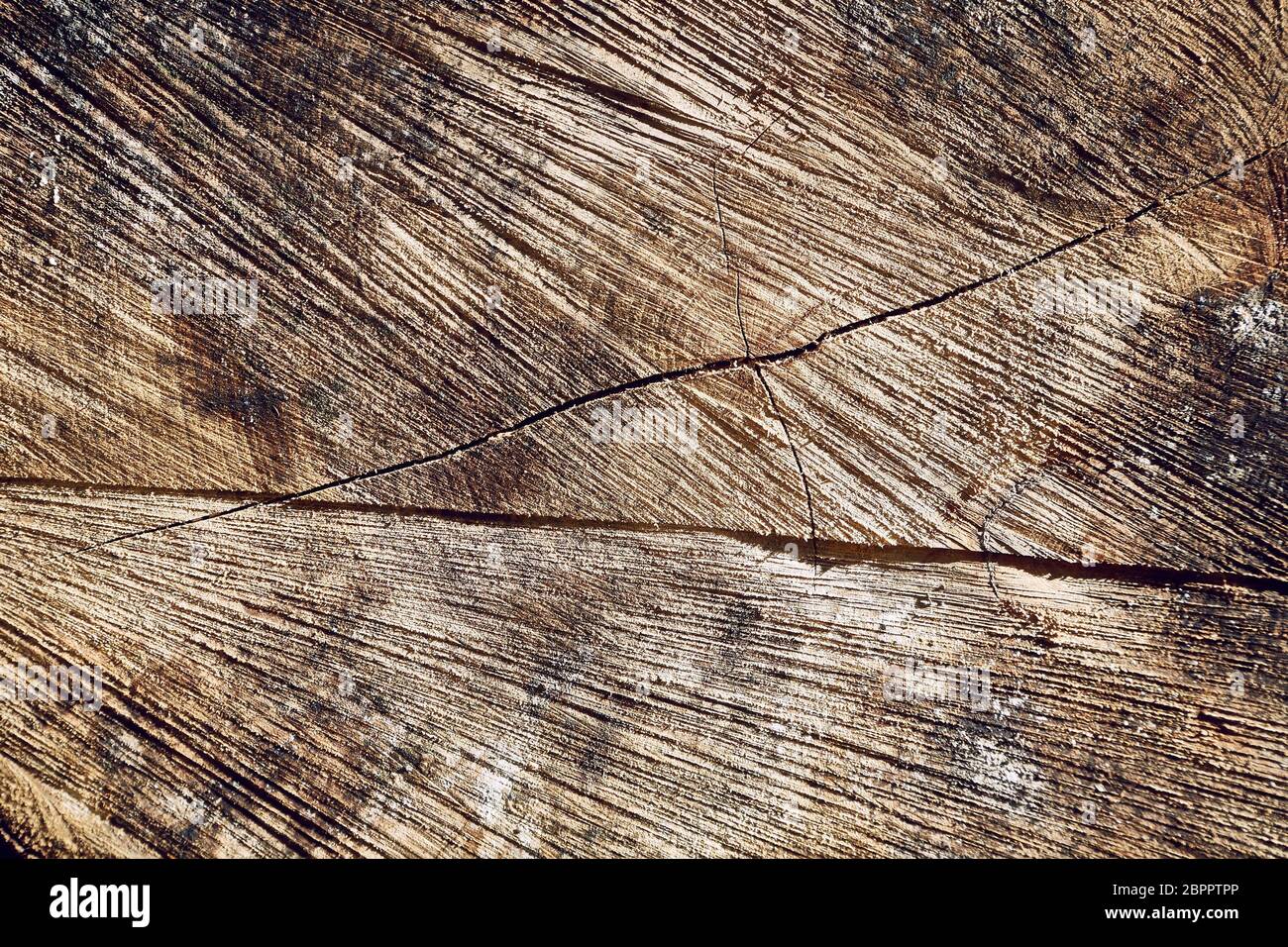 Old tree trunk texture, very detailed Stock Photo - Alamy