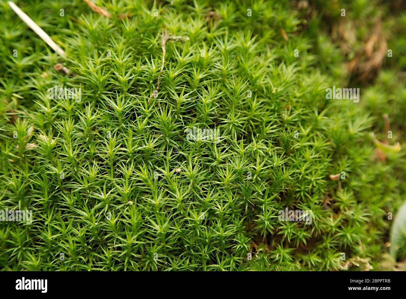 Moss growing forming a soft cover Stock Photo - Alamy