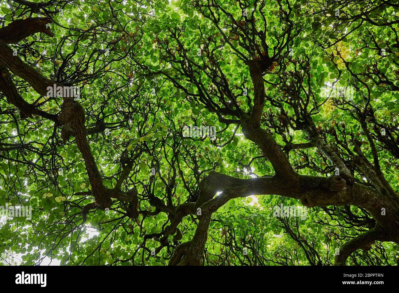 Green leaves of a tree Stock Photo - Alamy