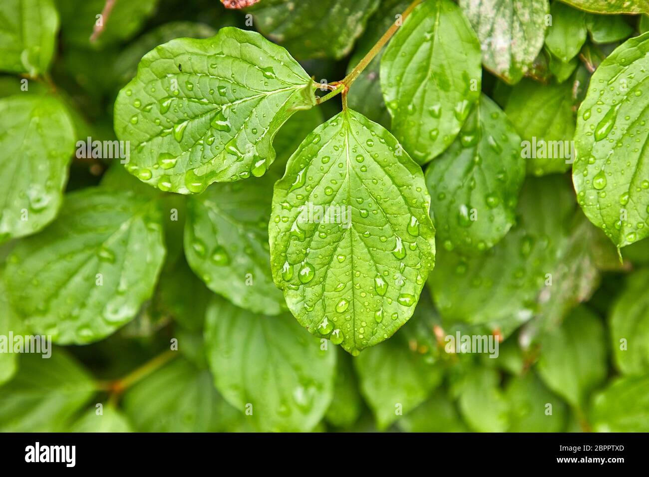 Wet leaves of a tree after rain Stock Photo - Alamy