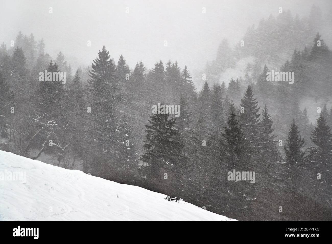 Forest in winter snow falling heavily blown by wind Stock Photo - Alamy