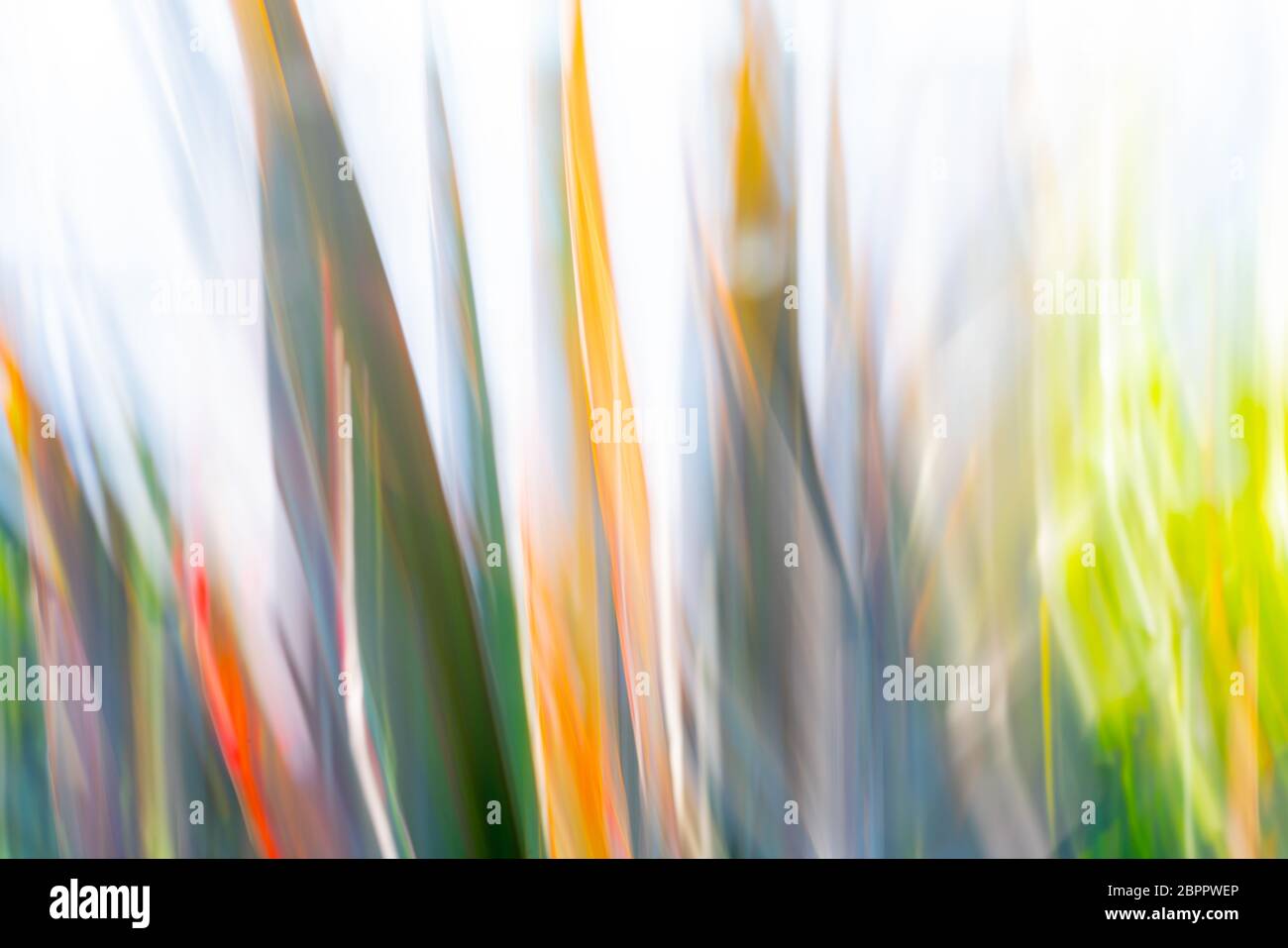 Nature abstract - colored flax blades motion blur Stock Photo - Alamy