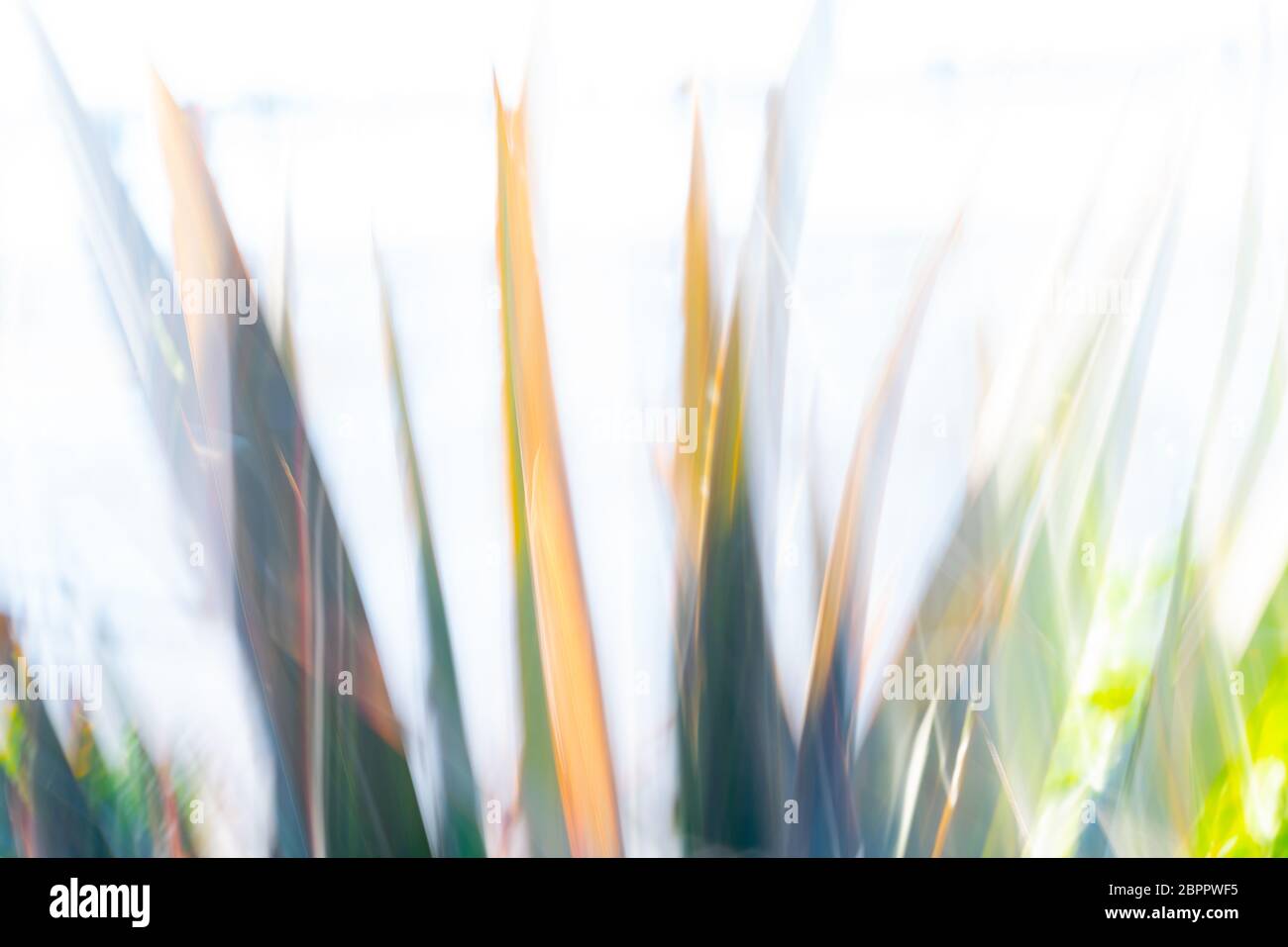 Nature abstract - colored flax blades motion blur Stock Photo - Alamy
