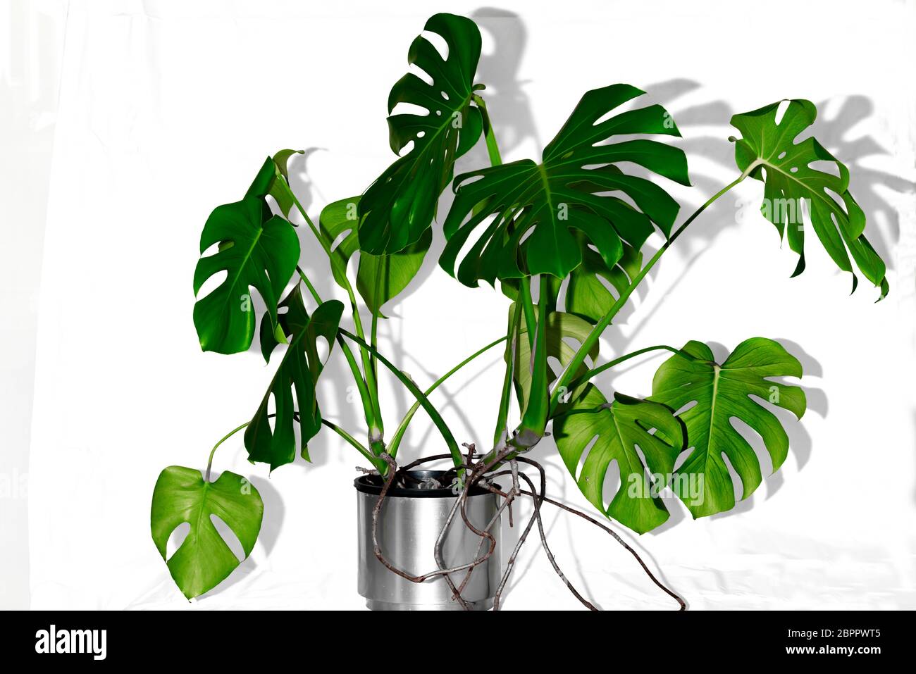 Monstera pot plant with leaves in casual fashion in silver pot isolated ...