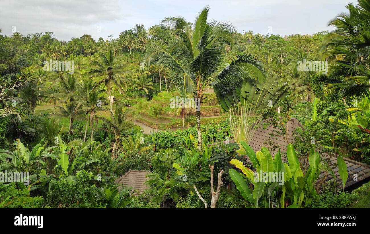 Natura bali hi-res stock photography and images - Alamy