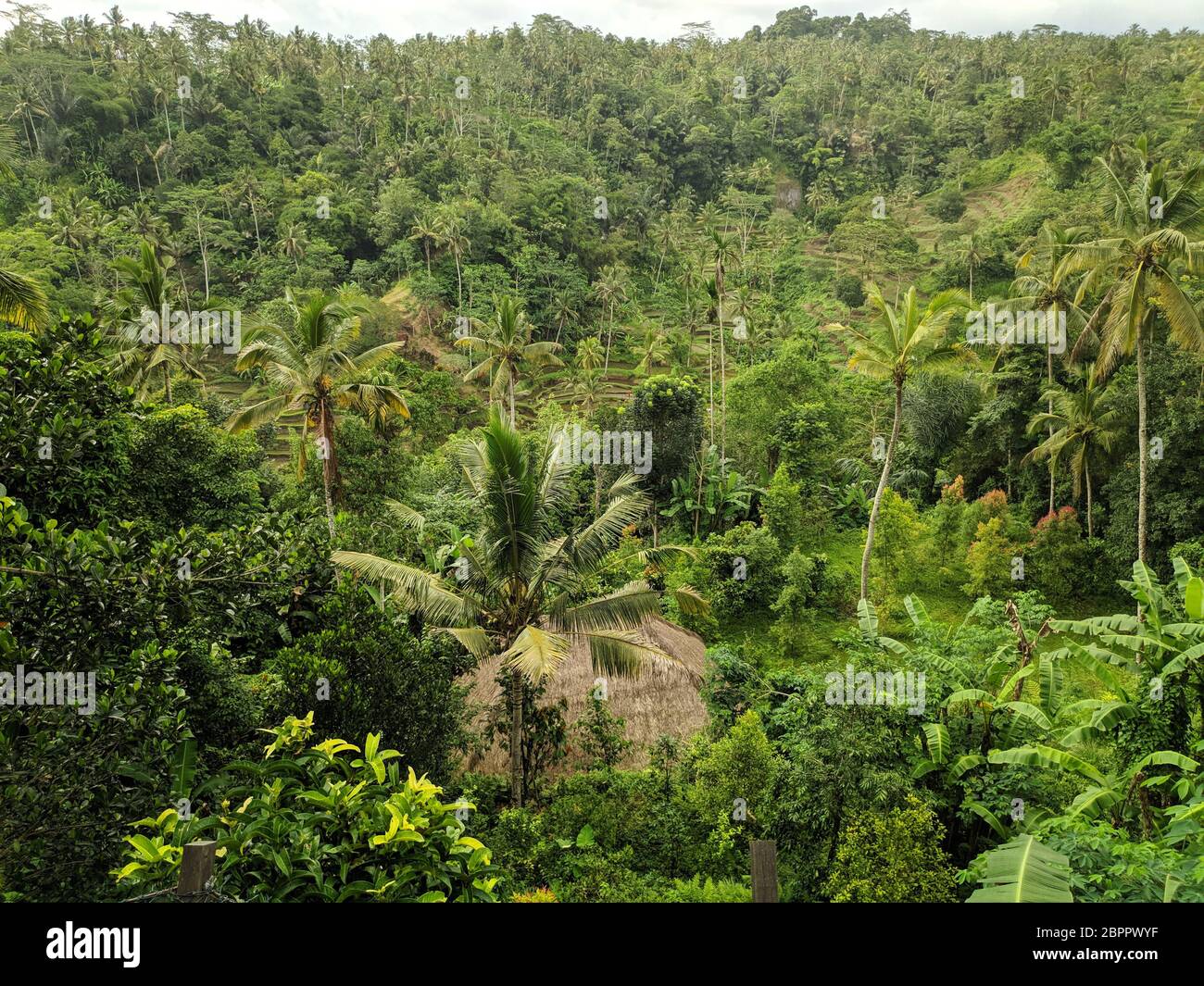 Natural view of Ubud in Bali Indonesia Stock Photo - Alamy