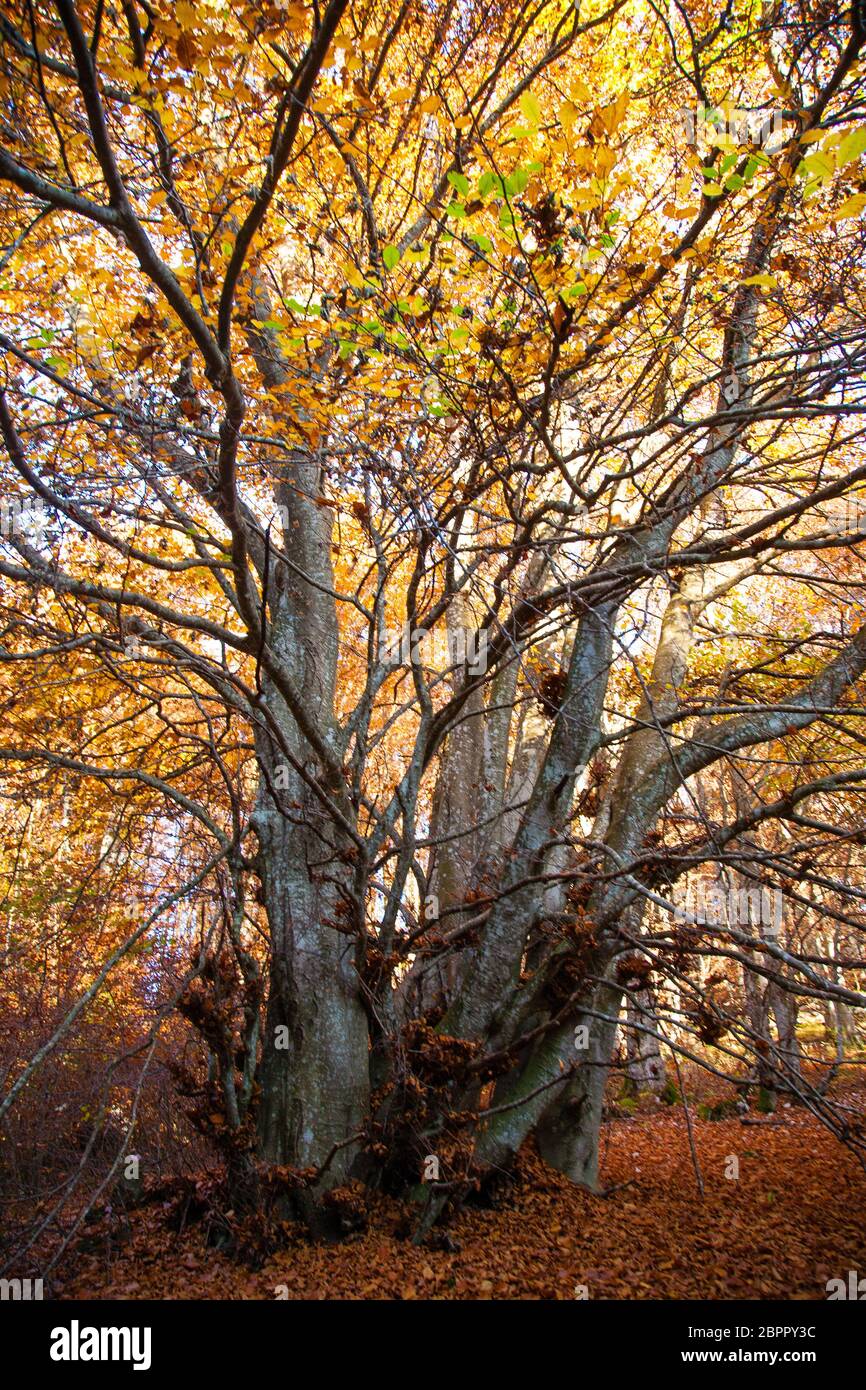 Trees in autumn season background. Beauty in nature. Autumn lansdscape ...