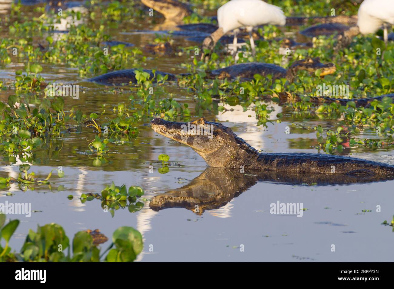 Caiman floating on the surface of the water in Pantanal, Brazil ...