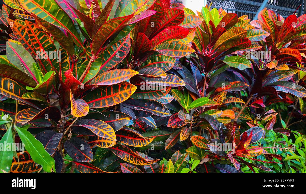 Croton ornamental shrubs in the streets of China, Shenzhen Stock Photo ...