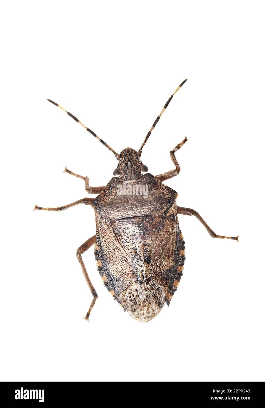 Stink bug on white background Stock Photo - Alamy