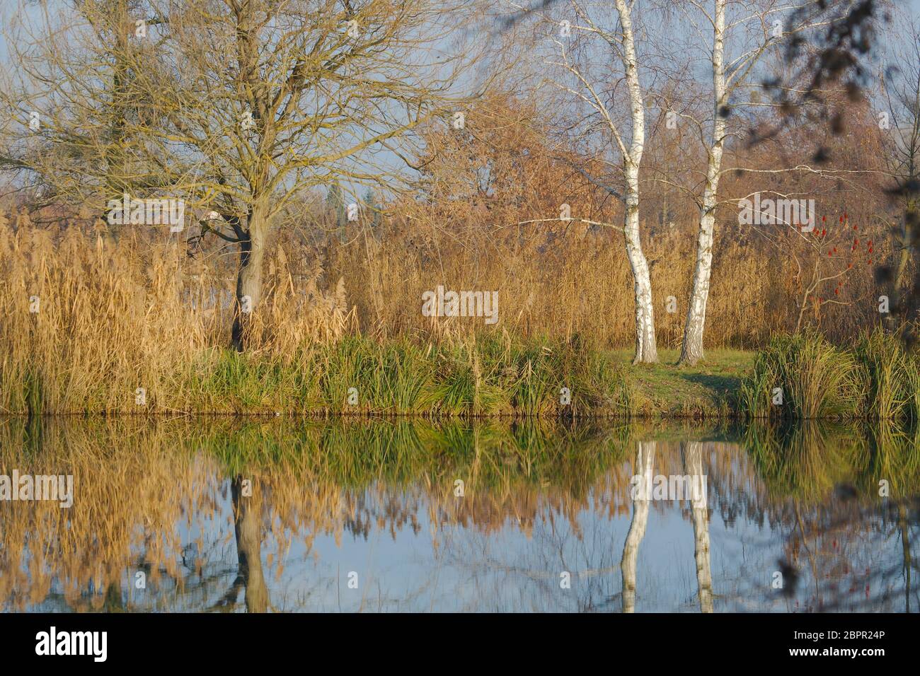 Calm lake surface with trees and plants Stock Photo - Alamy