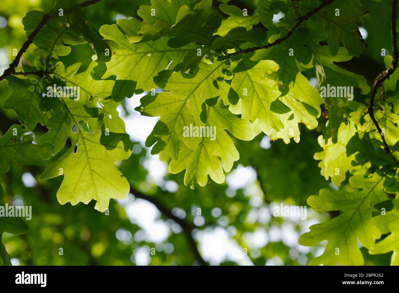 Green leaves of a tree Stock Photo - Alamy