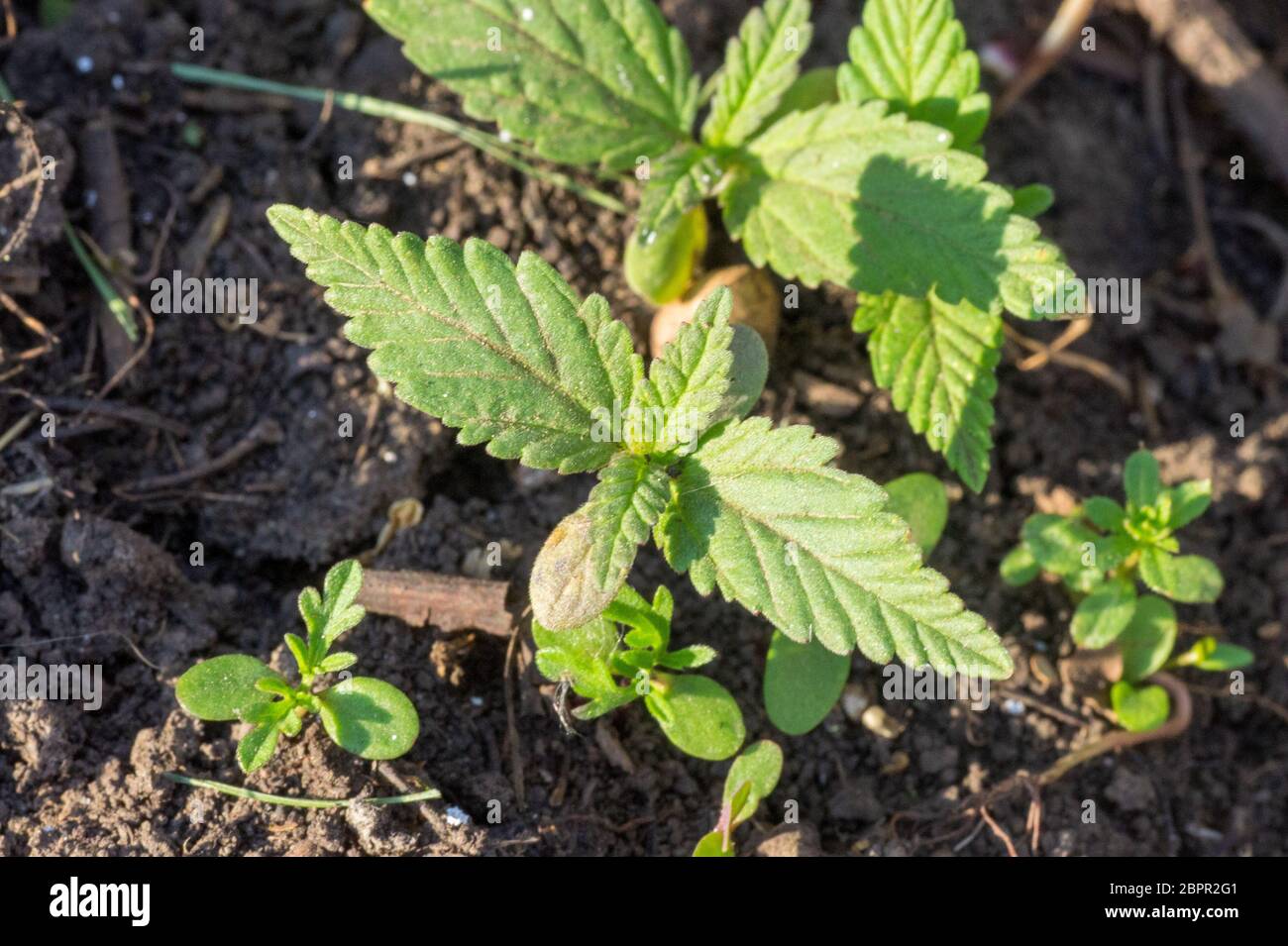 Healing marijuana germinating seed a small young green sprout with ...