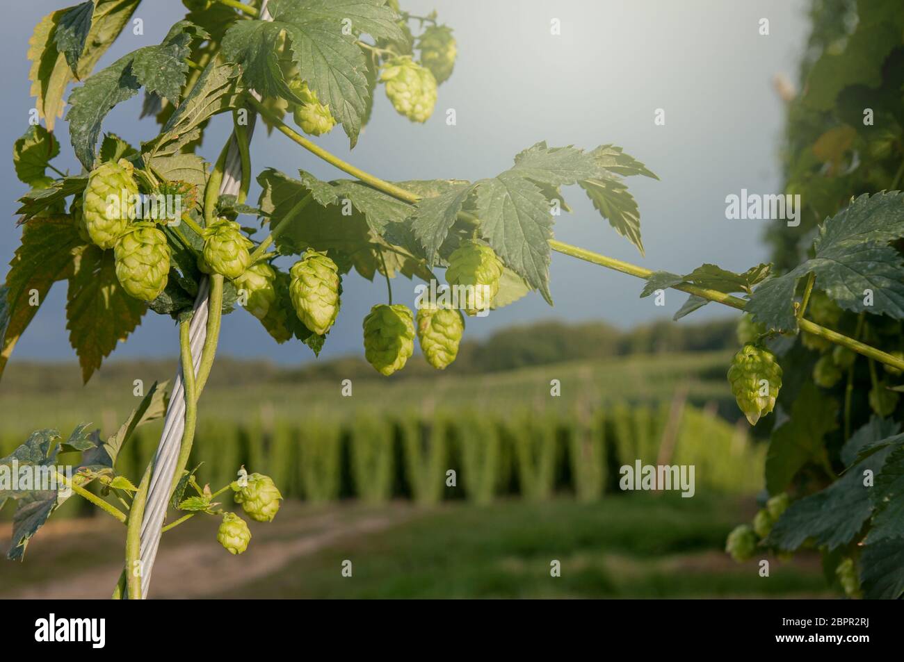 Hop Growing in Bavaria - Germany Stock Photo - Alamy