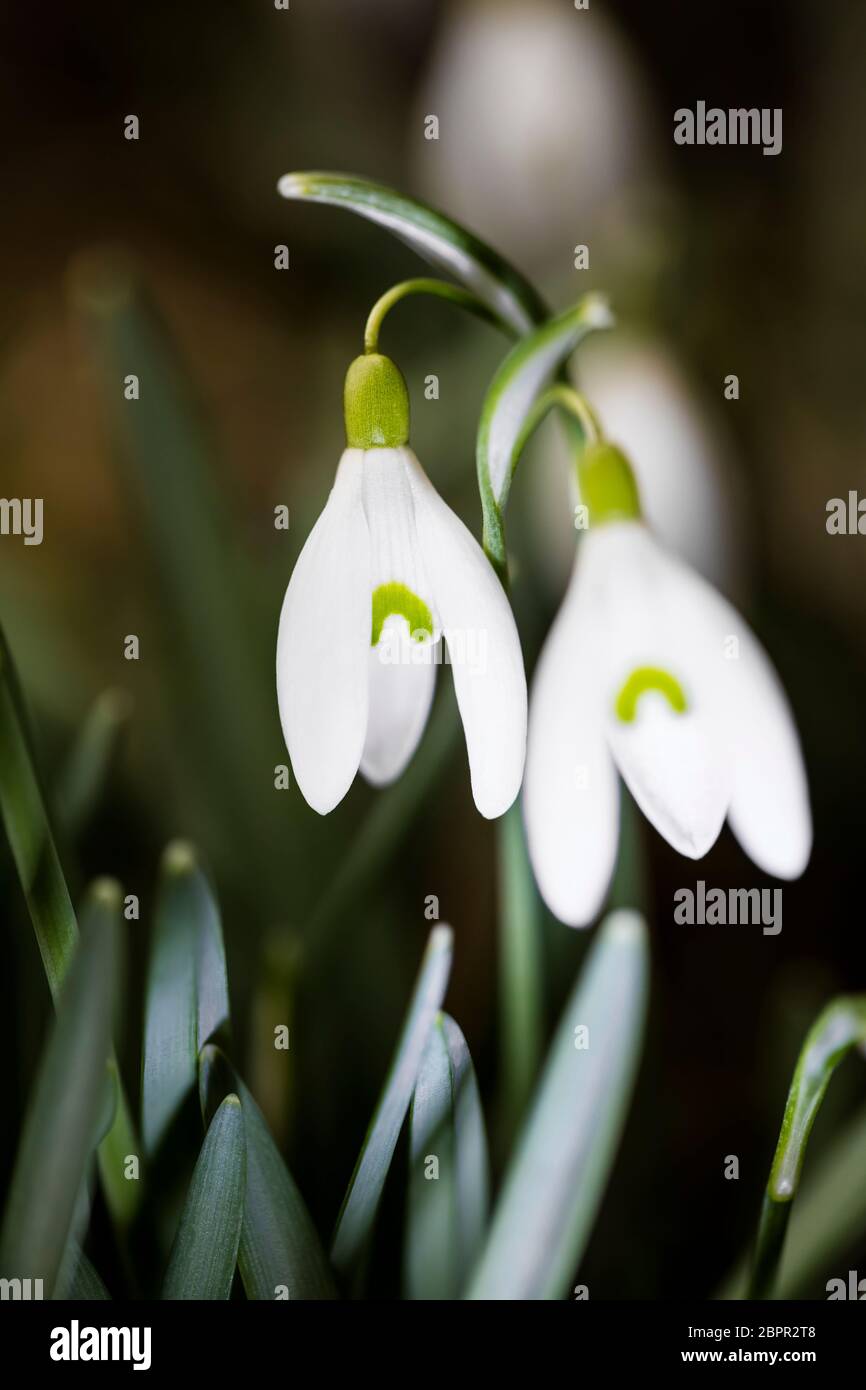 The lovers, two flowers of snowdrops Stock Photo - Alamy