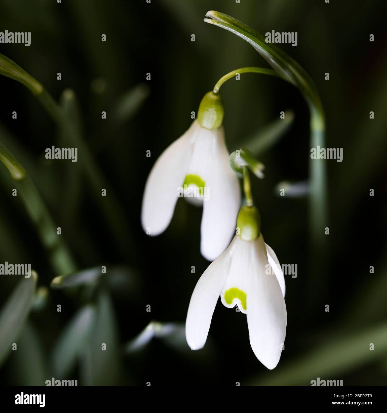 Snowflake like flowers hi-res stock photography and images - Alamy