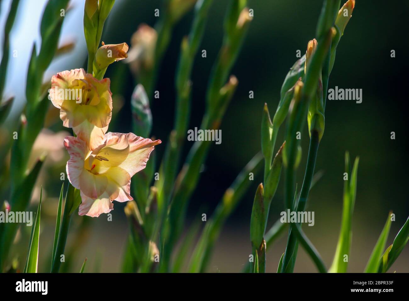 Gentle pink gladiolus flowers blooming in beautiful garden. Gladiolus ...