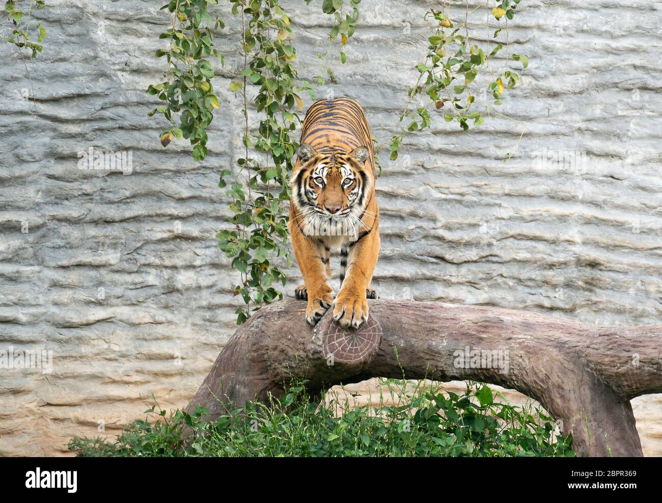 bengal tiger in zoo (Panthera tigris Stock Photo - Alamy