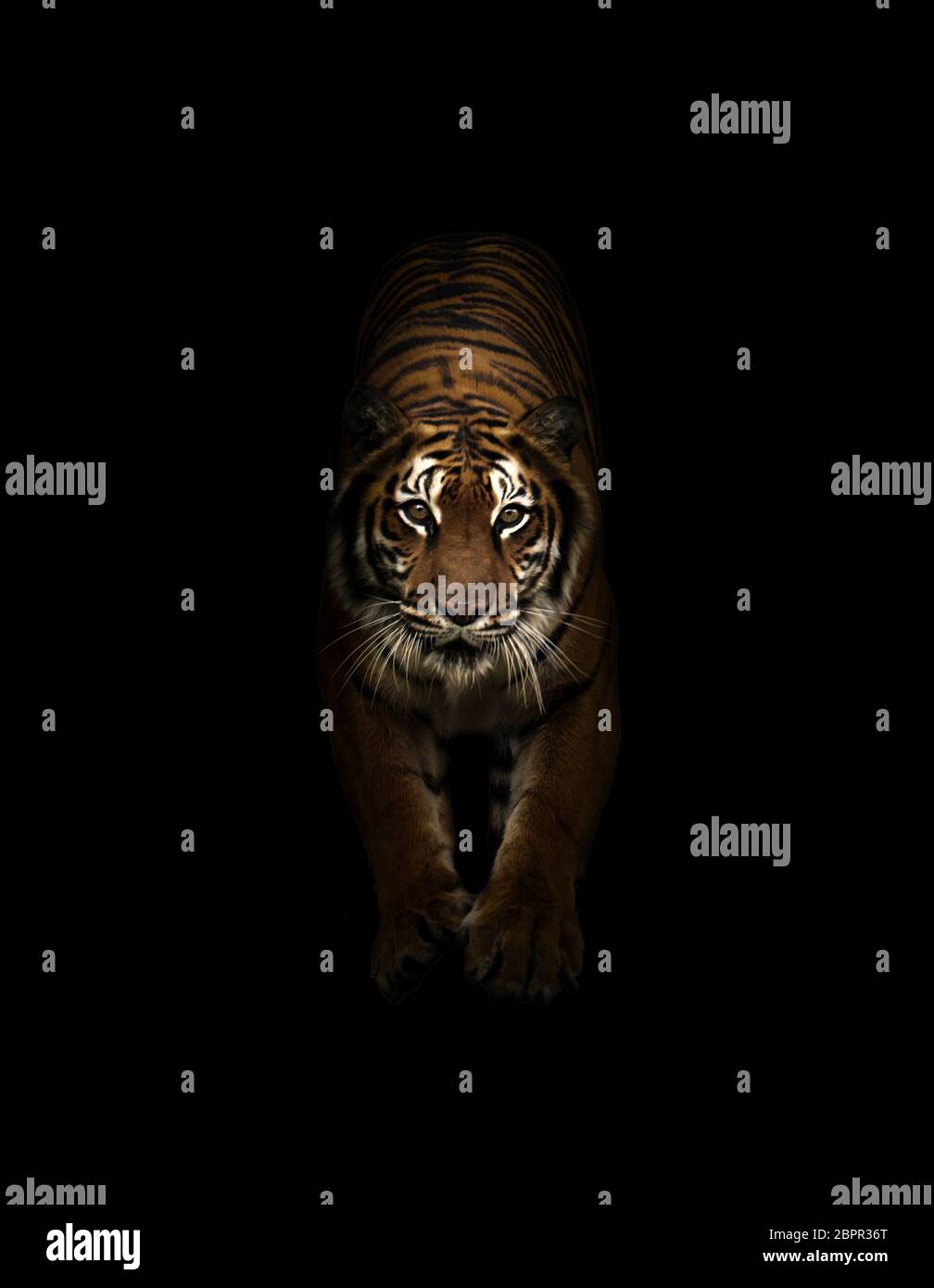 bengal tiger in the dark background Stock Photo - Alamy