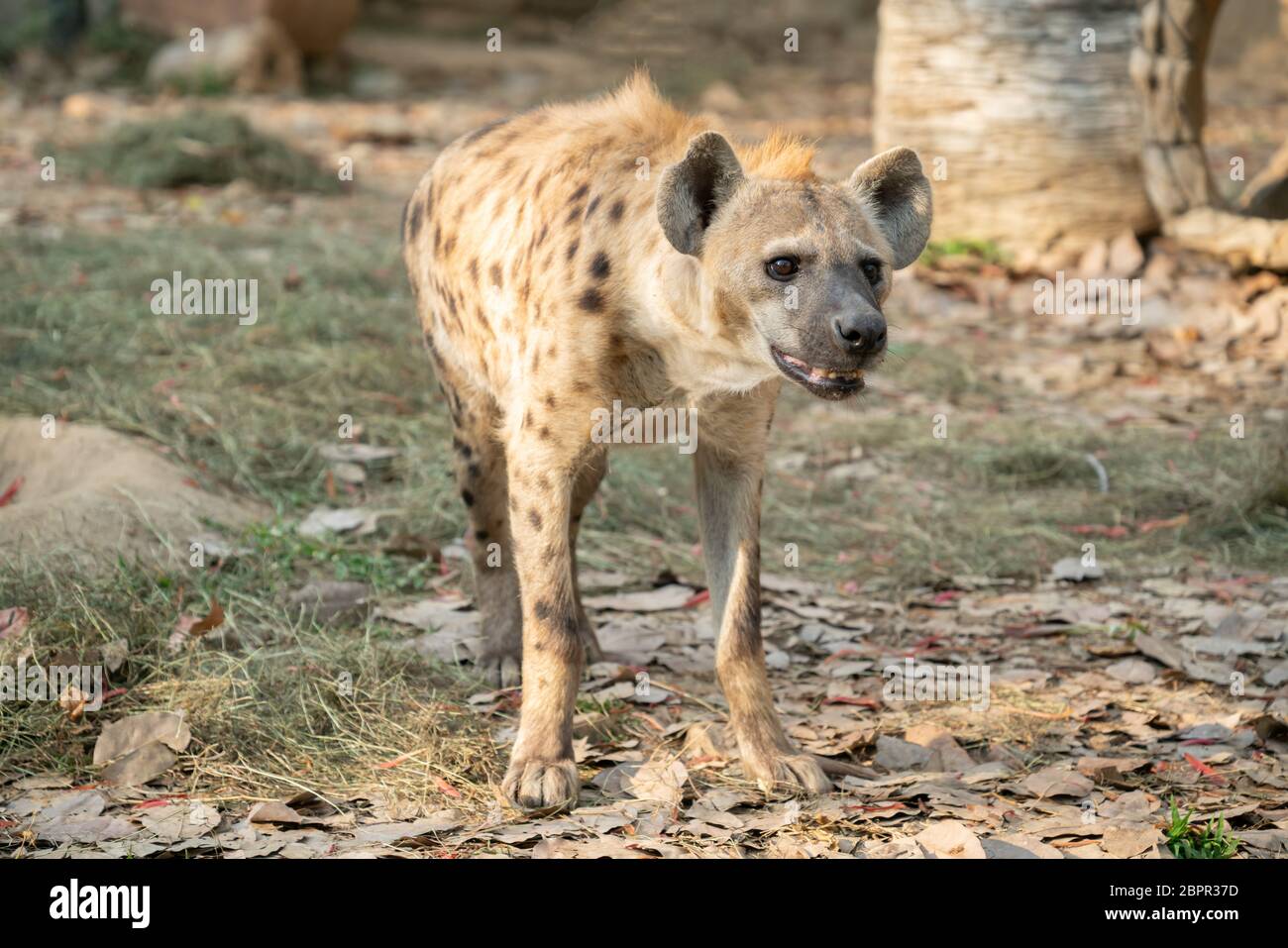 spotted hyena (Crocuta crocuta) in captive environment Stock Photo - Alamy