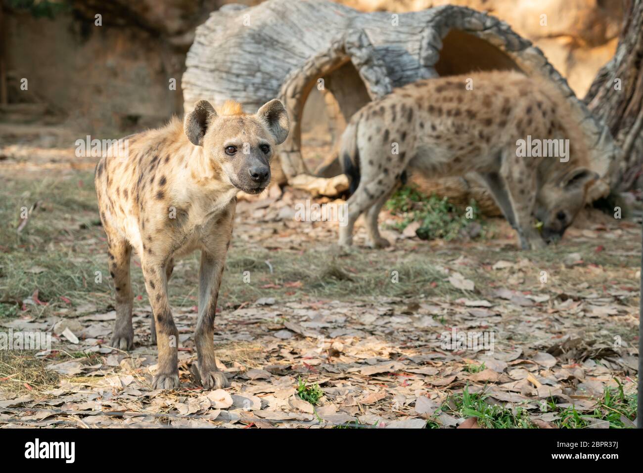 spotted hyena (Crocuta crocuta) in captive environment Stock Photo - Alamy
