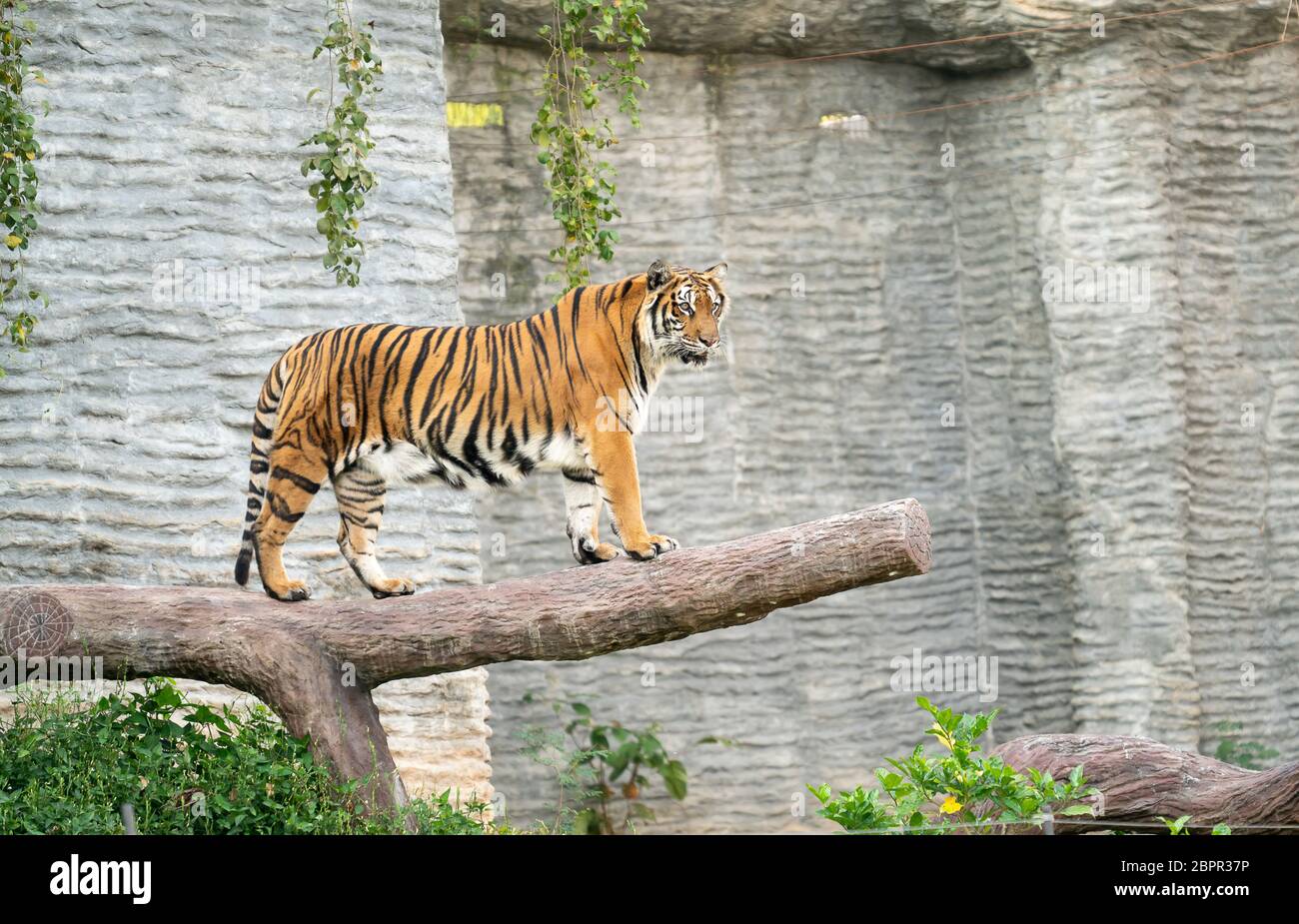 bengal tiger in zoo (Panthera tigris Stock Photo - Alamy