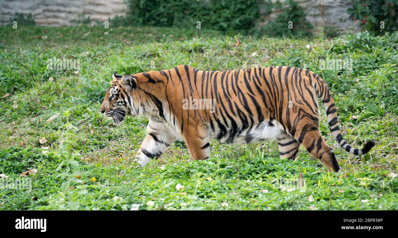bengal tiger in zoo (Panthera tigris Stock Photo - Alamy
