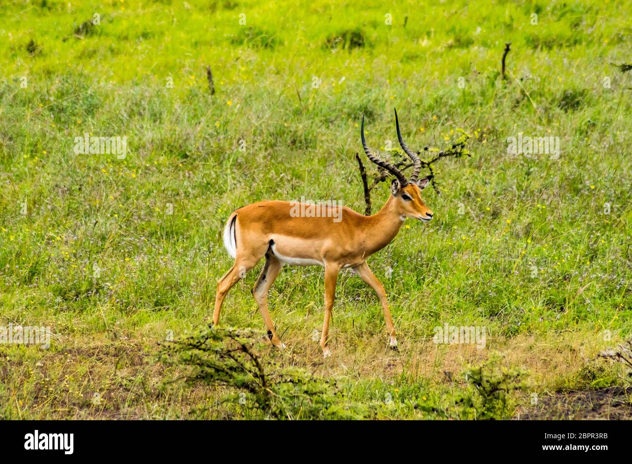 Male Impala in the savannah of Nairobi Park in central Kenya Stock ...