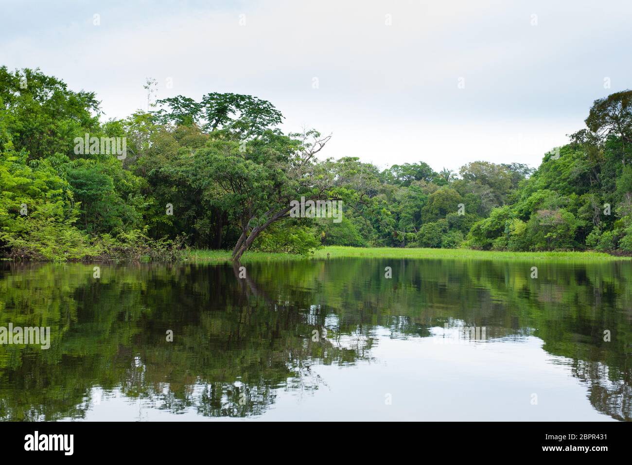 Panorama from Amazon rainforest, Brazilian wetland region. Navigable ...