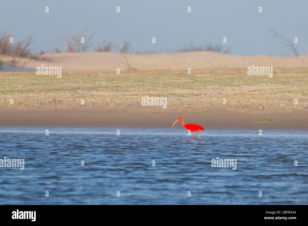 Scarlet ibis endocimus ruber hi-res stock photography and images - Alamy