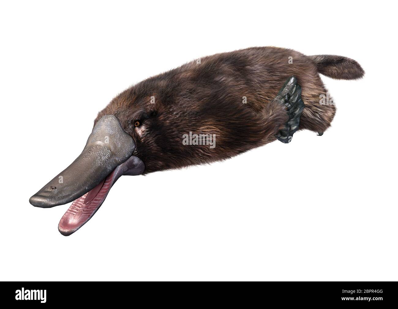 3D rendering of an exotic animal platypus isolated on white background ...