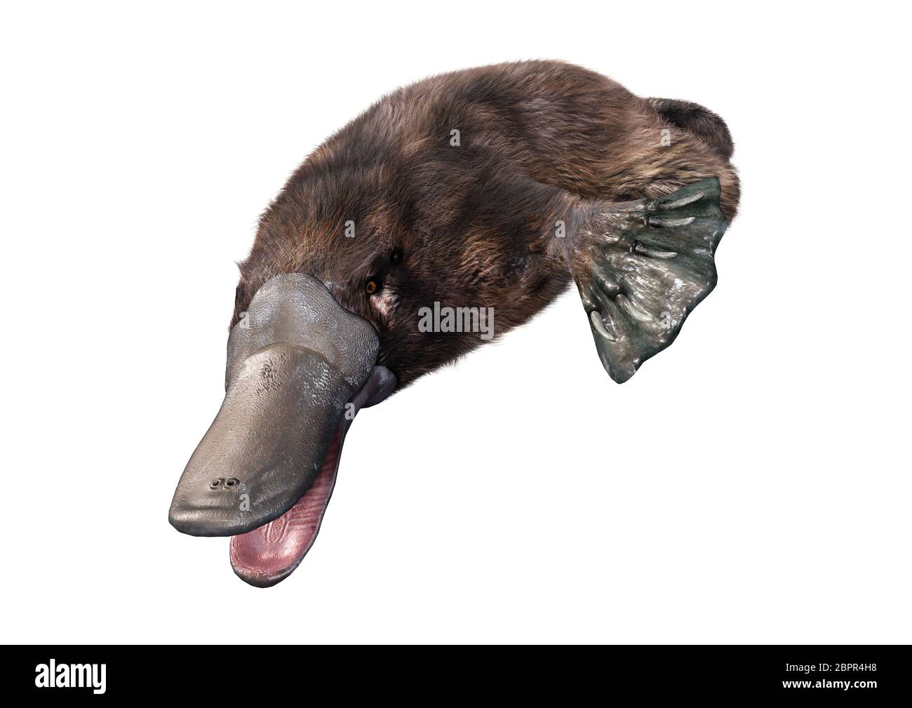 3D rendering of an exotic animal platypus isolated on white background ...