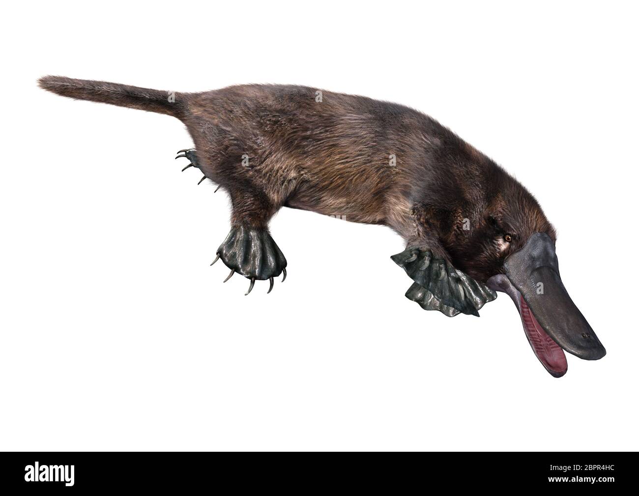 3D rendering of an exotic animal platypus isolated on white background ...