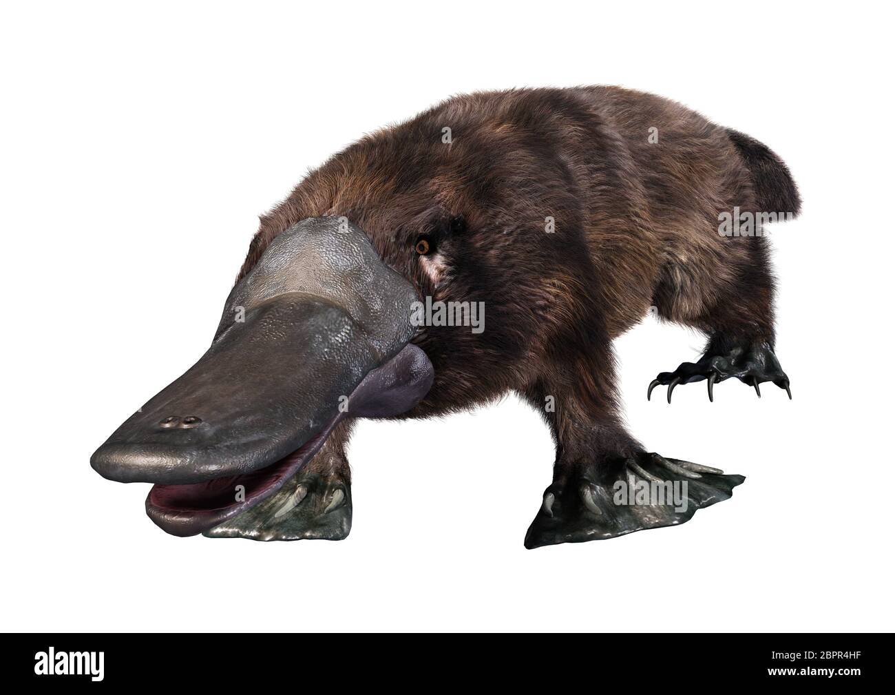 3D rendering of an exotic animal platypus isolated on white background ...