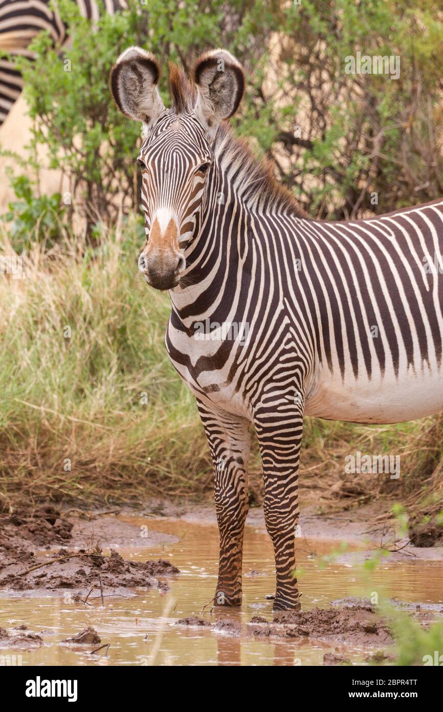 Zebra grevys hi-res stock photography and images - Alamy
