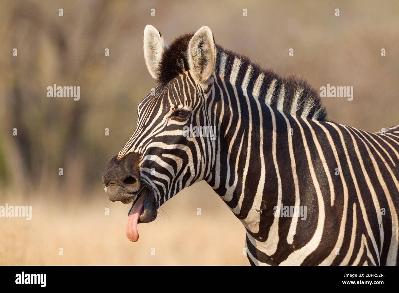 Single adult Burchell's Zebra with its mouth open and tongue sticking ...