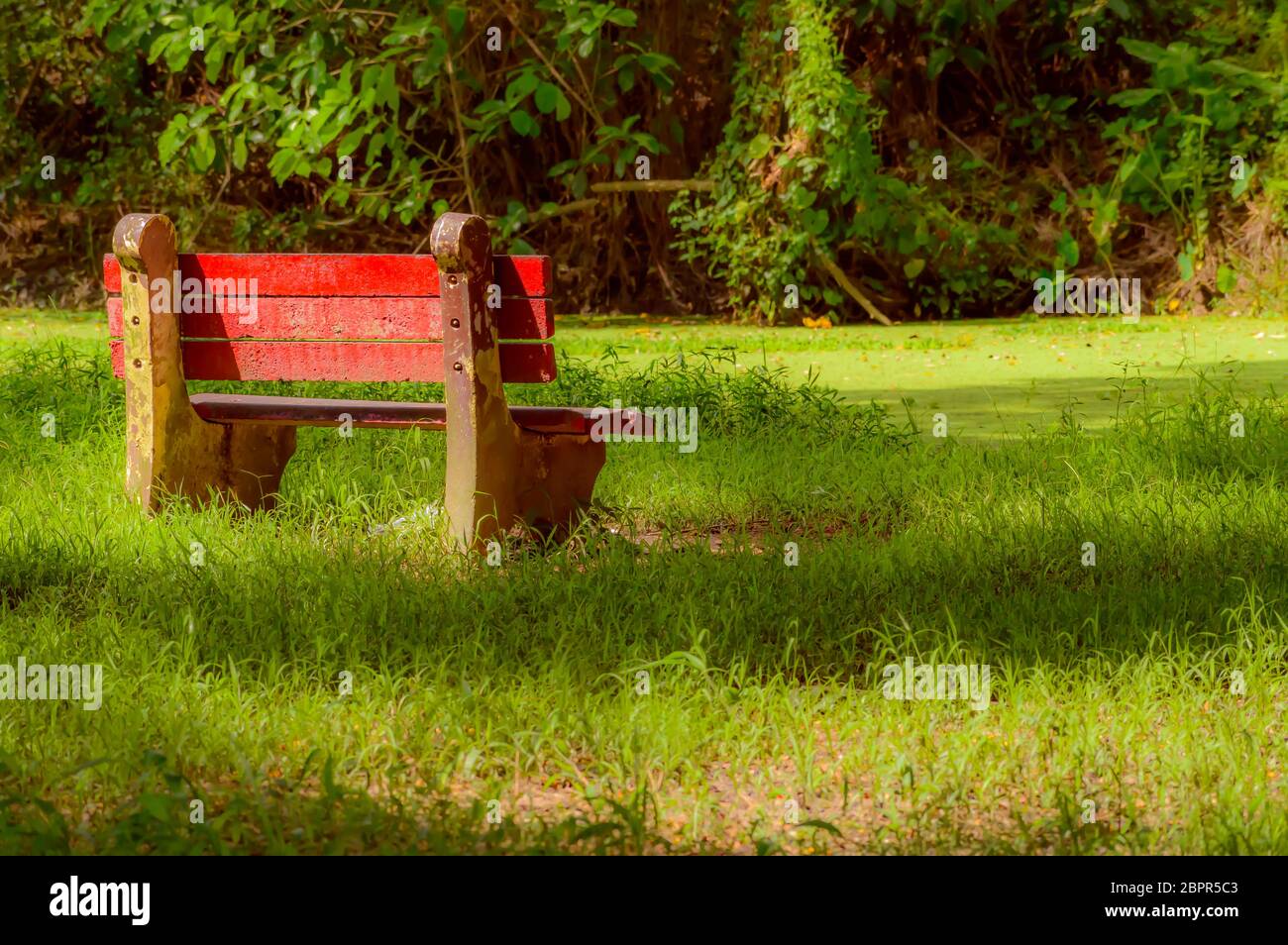 Red color bench in the autumn park. Single wooden park bench in a lush ...