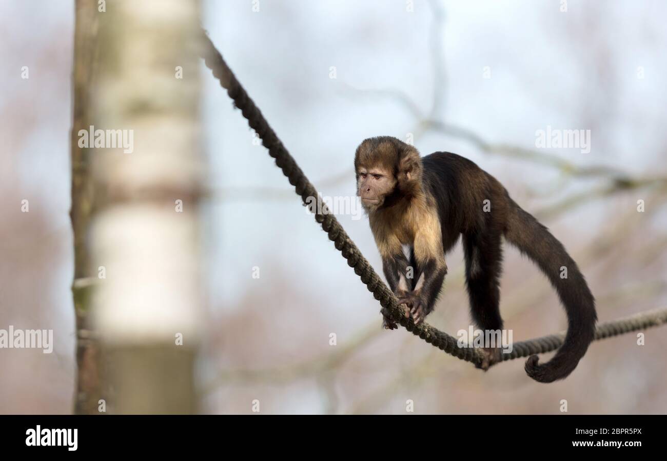 Golden-bellied capuchin climbing a thick rope, selective focus Stock ...