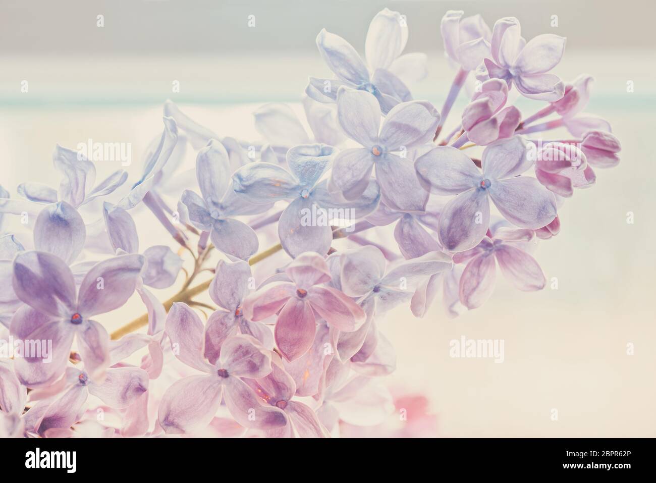 Close-up shot of beautiful lilac on blurred background. Shallow depth ...