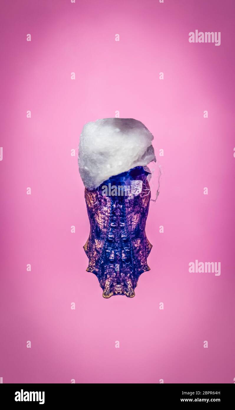 Pupa Shell High Resolution Stock Photography and Images - Alamy